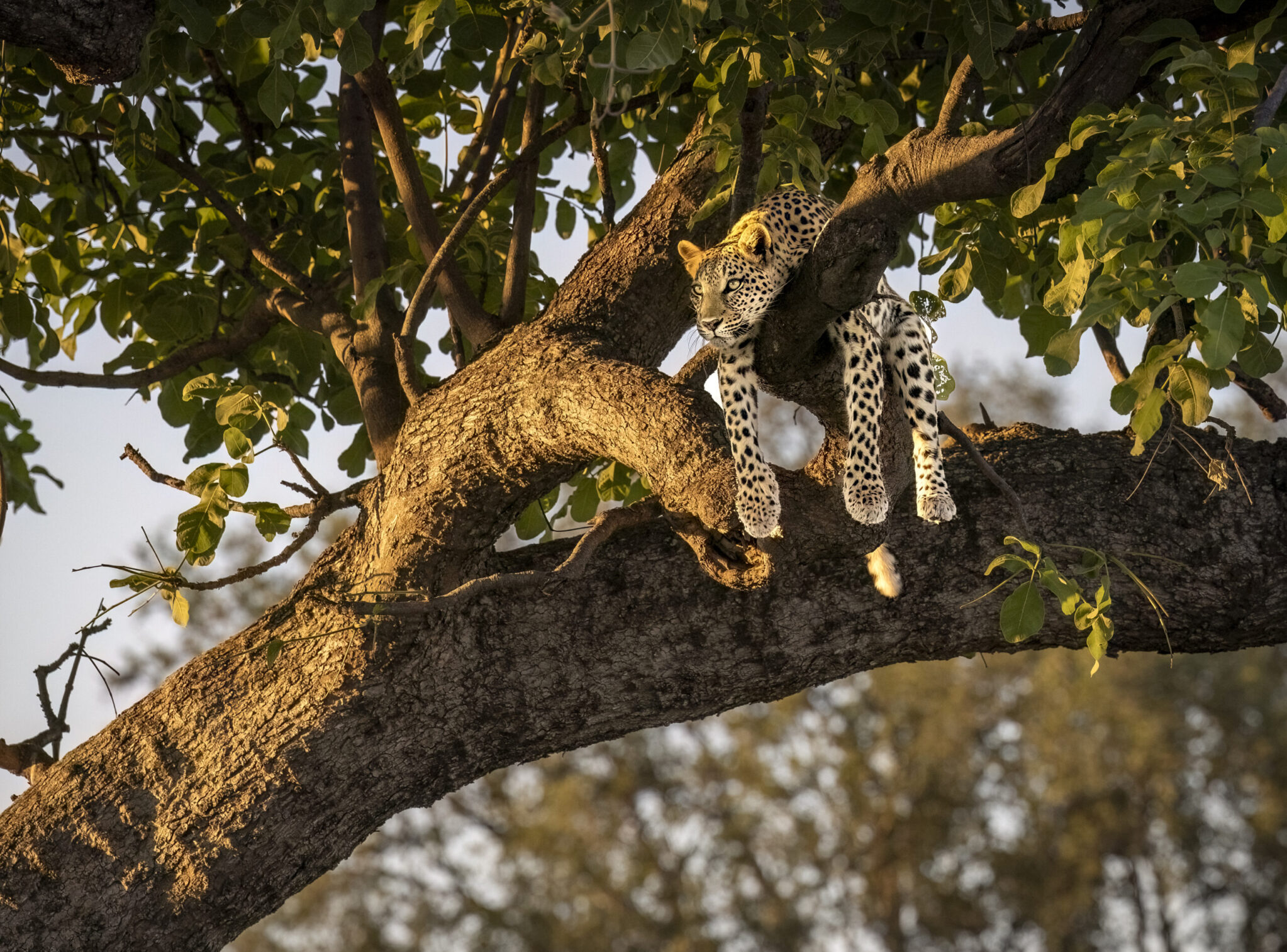 2026 Okavango Delta Wildlife Immersion (2) • Wild Departures Wildlife ...